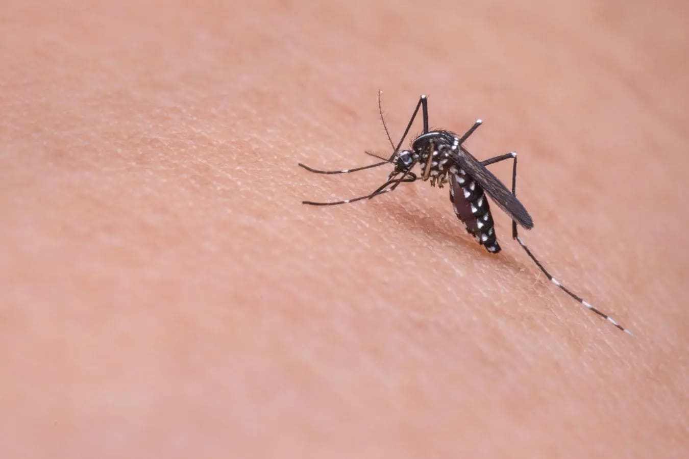 Mosquito flebotomo: transmisor de la leishmaniasis