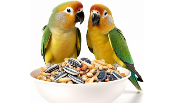 Comida para pájaros - animales aéreos